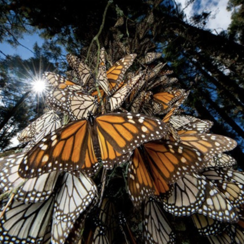 What the Disappearing Monarch Butterflies Are Telling Us